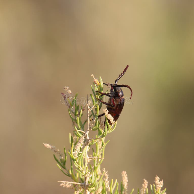 Root Borer Beetle Prionus Californicus Stock Photo - Image of longhorn ...
