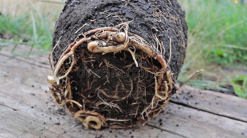 A Root Bound of a Date Palm Tree - Phoenix Dactylifera Close Up. in ...