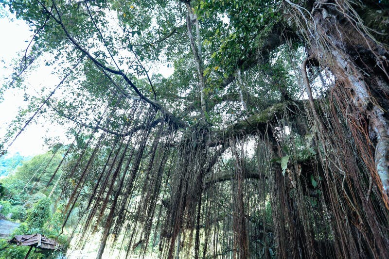 Live Root bridges, A Bonding With Mother Nature. | ILLUMINATION