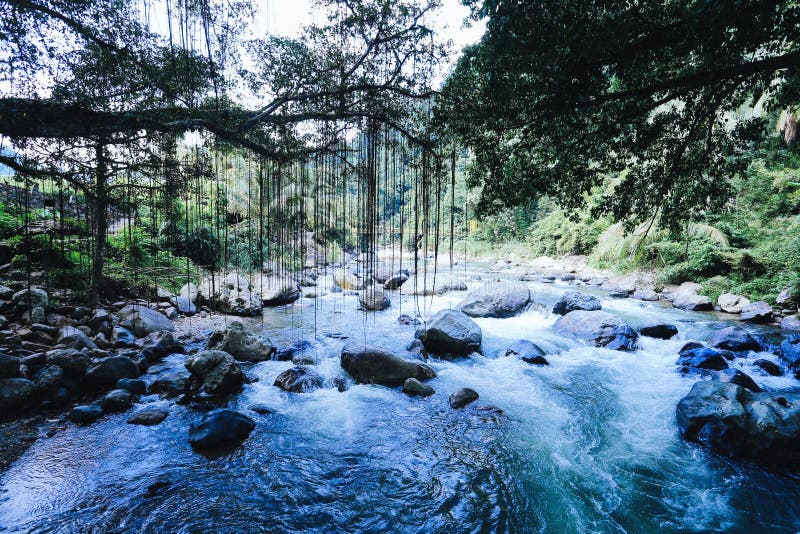 Root Bridge Village Indonesia Editorial Image - Image of indonesia ...