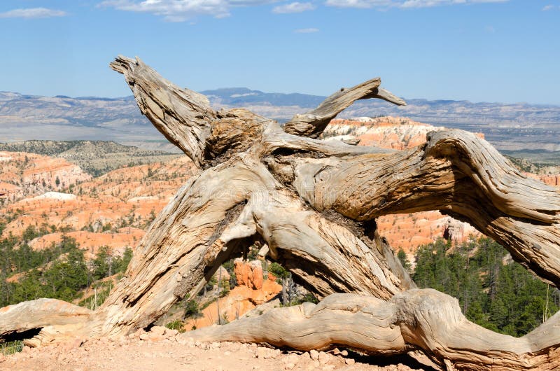 Root in Bryce Canyon stock image. Image of america, states - 30679871