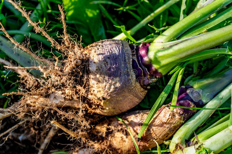 Root Cabbage, Rutabaga or Even Turnip Cabbage in Permaculture, Brassica ...