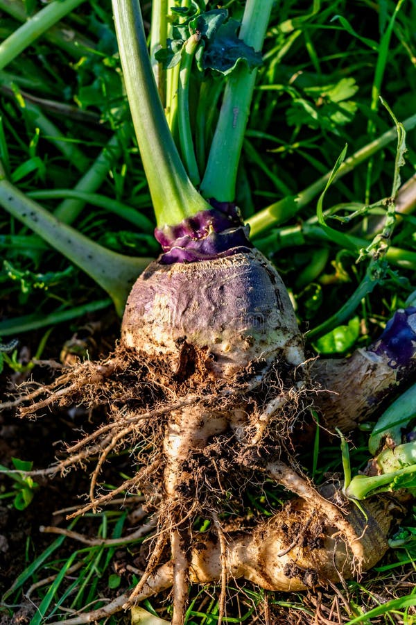 Root Cabbage, Rutabaga or Even Turnip Cabbage in Permaculture, Brassica ...