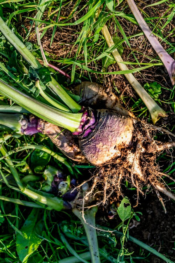 Root Cabbage, Rutabaga or Even Turnip Cabbage in Permaculture, Brassica ...