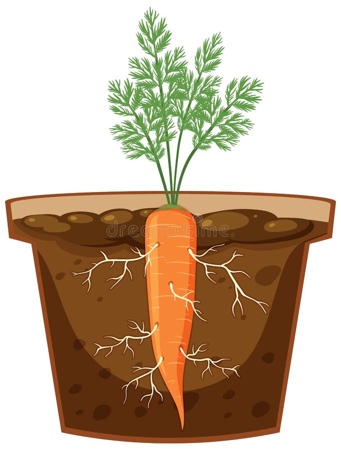 Carrot Plant with Root System Stock Vector - Illustration of eps10 ...