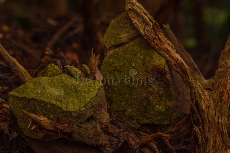 Root-Caught Rocks, Nikko Japan Stock Photo - Image of peaceful, roots ...