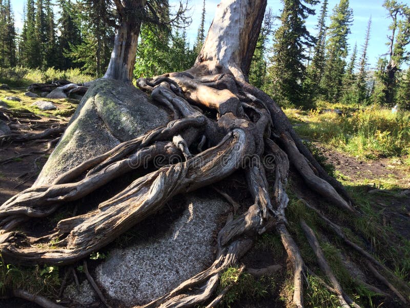 The old root dry cedar stock image. Image of system, pine - 53621169