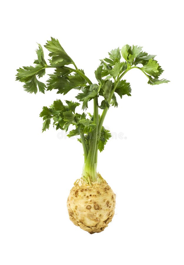 Root of Celery with Leaves Isolated Stock Image - Image of celeriac ...