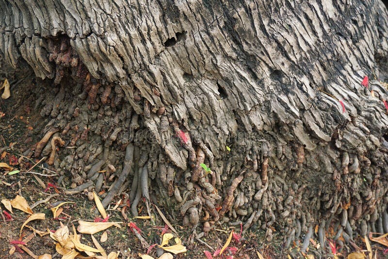 Coconut root stock photo. Image of environmental, branch - 58522256