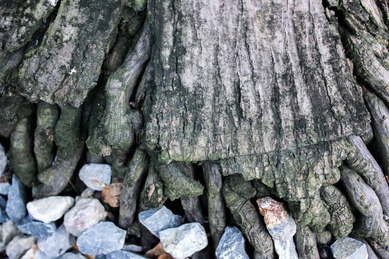 Rocks covered under trees stock photo. Image of natural - 118664804