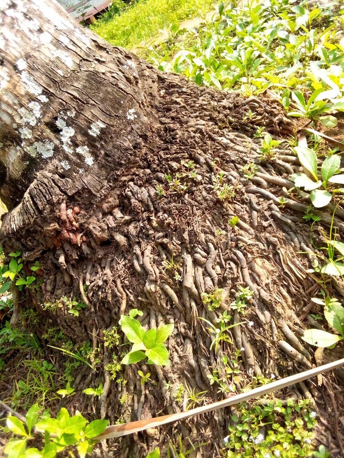 This is the Root of a Coconut Tree that Has Fresh and Delicious Fruit ...