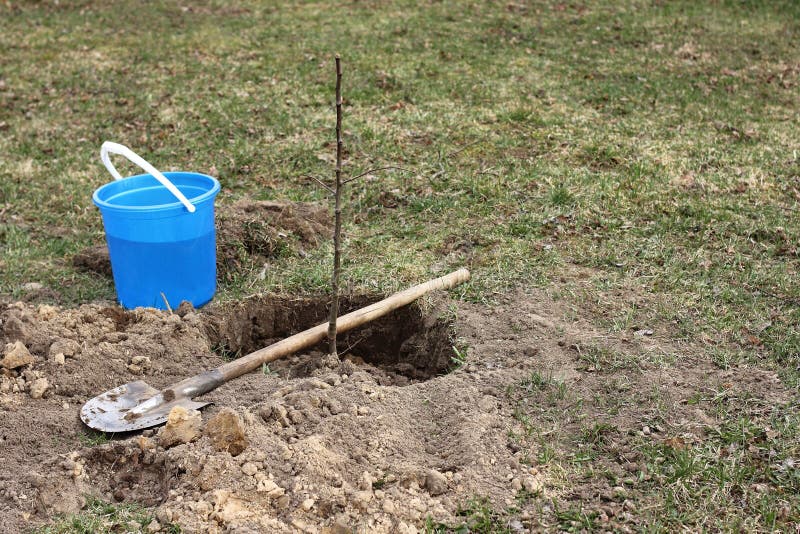 Planting Root Collar Stock Photos - Free & Royalty-Free Stock Photos ...