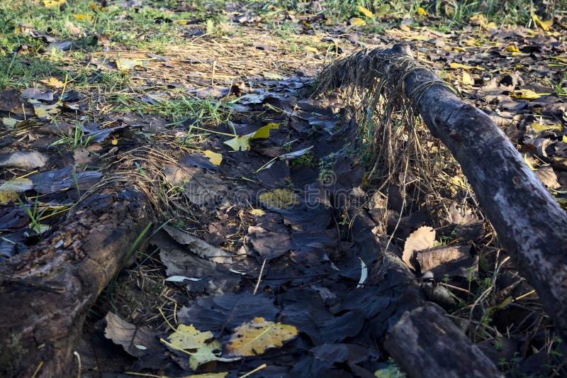 Root Coming Out of the Ground Seen Up Close Stock Photo - Image of ...
