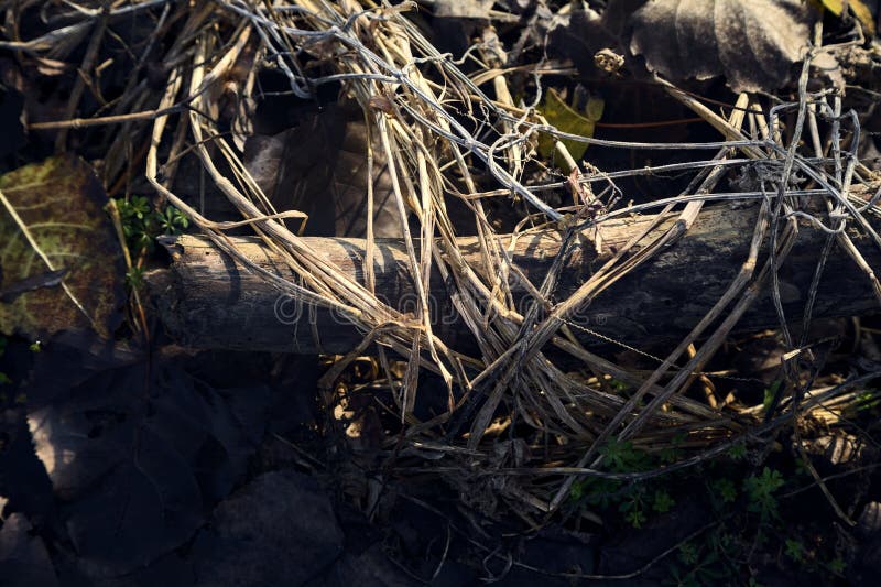 Root Coming Out of the Ground Seen Up Close Stock Photo - Image of ...