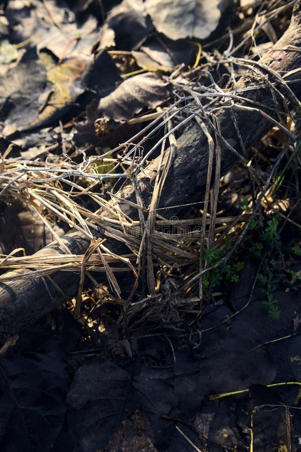 Root Coming Out of the Ground Seen Up Close Stock Image - Image of ...