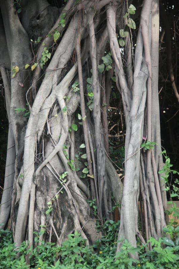 The root of the complex stock image. Image of plant, complex - 42710639