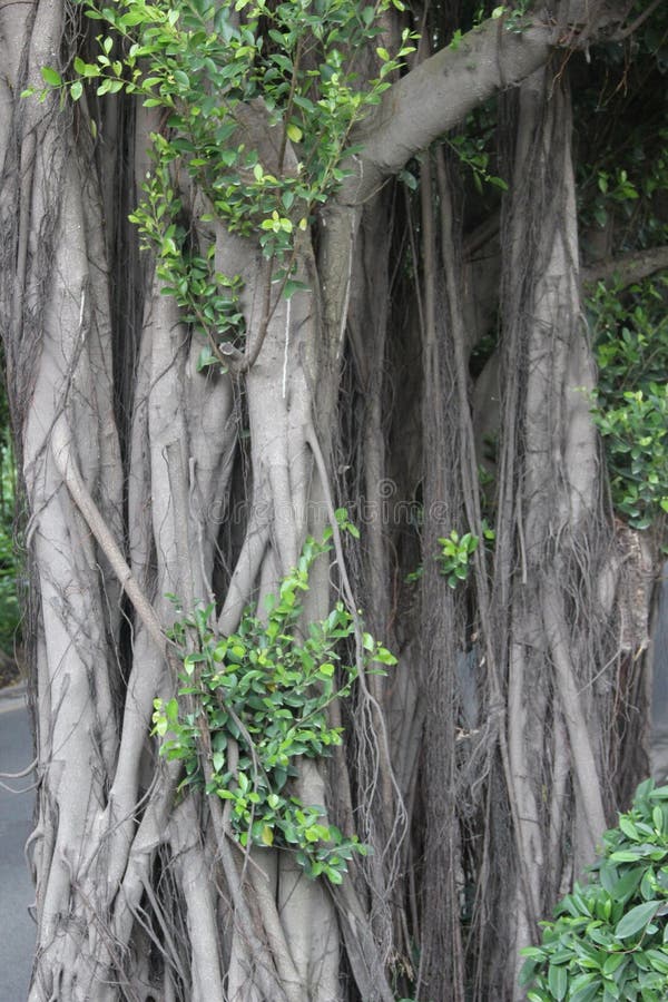 The root of the complex stock photo. Image of green, rich - 42713066