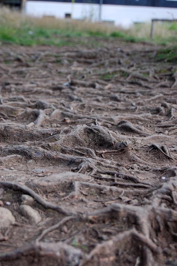 Root stock photo. Image of grow, graphic, outline, natural - 44200494