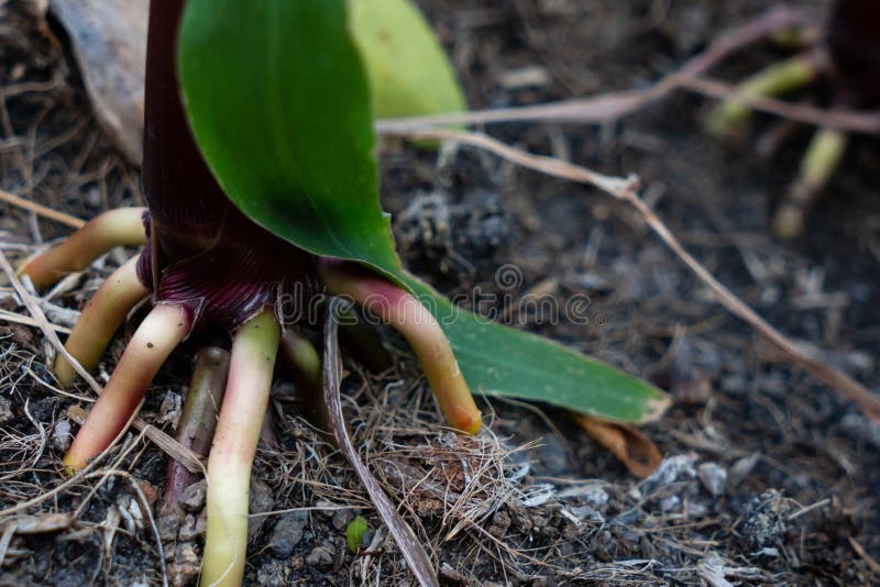 Root of corn plant Maize stock photo. Image of brown - 137841166
