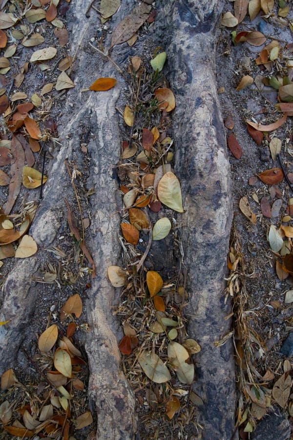 Root Covered with Fall Leaves Lead To Big Tree in Summer Stock Photo ...