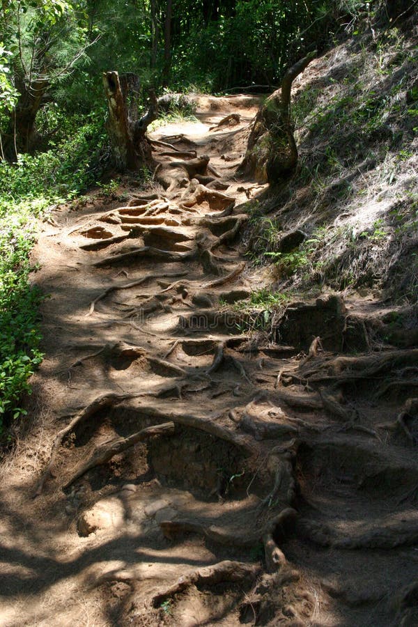 Root-covered Path stock photo. Image of trees, pathway - 541292