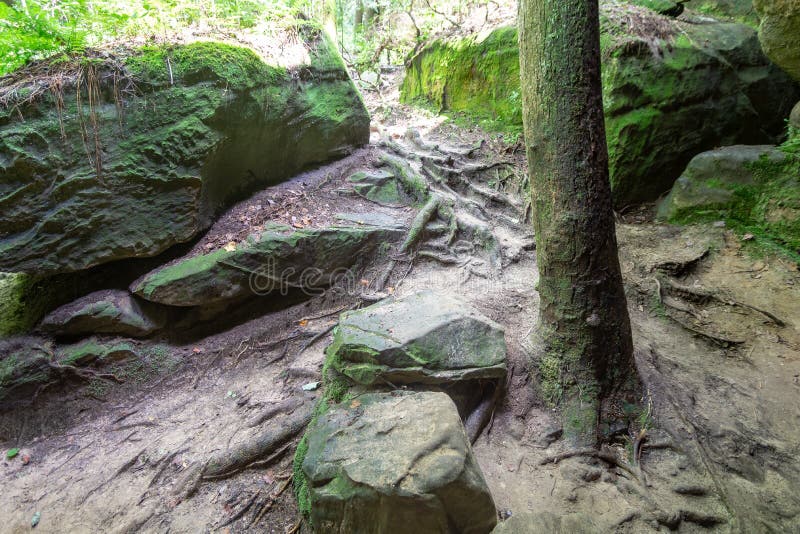 Root Covered Path stock photo. Image of path, rays, roots - 137265884