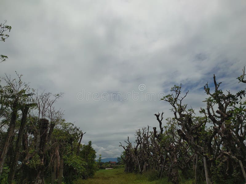 Root Crops that Soar into the Sky and a Beautiful Sky Stock Photo ...