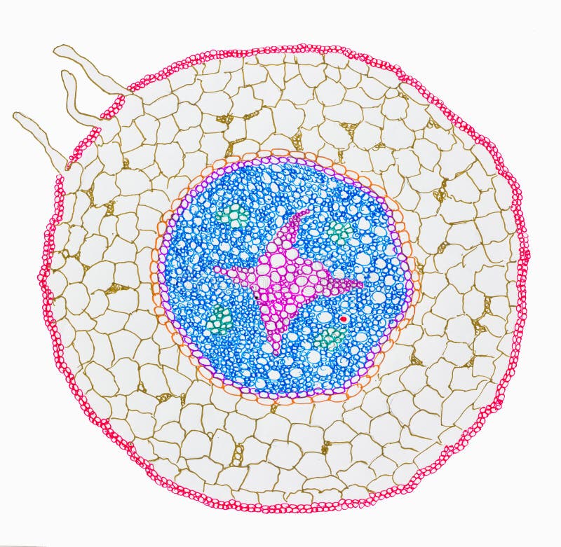 Cross Sectional Drawing Stock Photos - Free & Royalty-Free Stock Photos ...