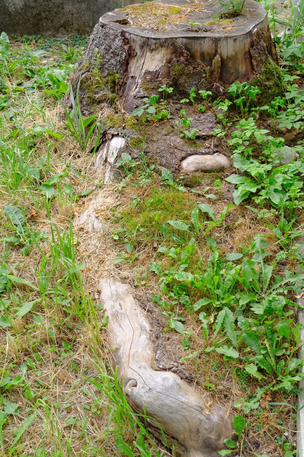 Root of the cut tree stock photo. Image of leafs, grass - 73829438
