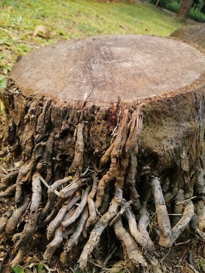 Cutted tree stock photo. Image of bark, ecology, chopping - 31976572