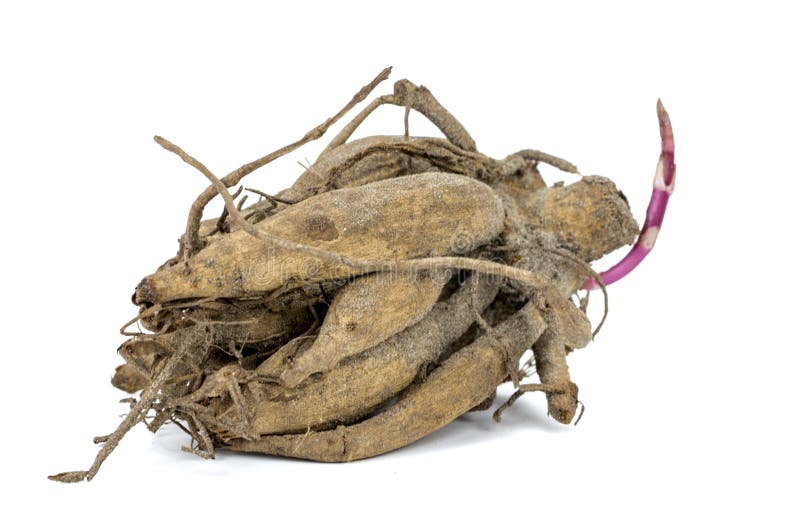 Root of a Dahlia on a White Background Stock Photo - Image of bulbs ...