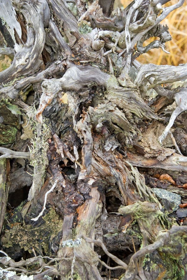 Root of dead tree stock photo. Image of nature, wilted - 13296346