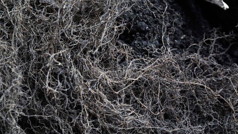 Root of a dead tree stock image. Image of meadow, natural - 191891715