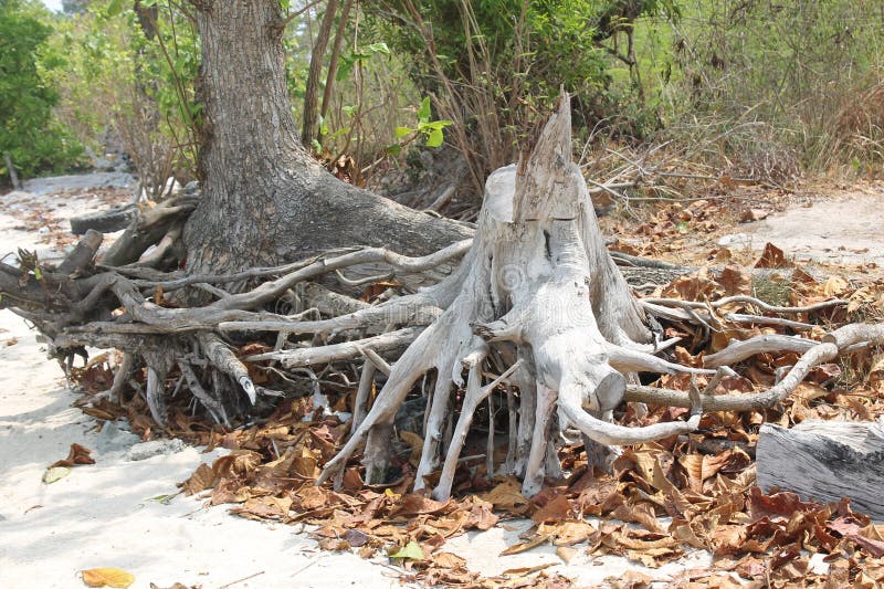A Death Root from Death Tree Stock Image - Image of nature, wetland ...