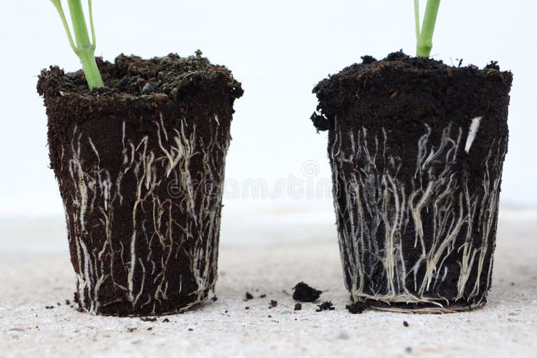 Root Development in Potted Plants for Gardening and Horticulture ...