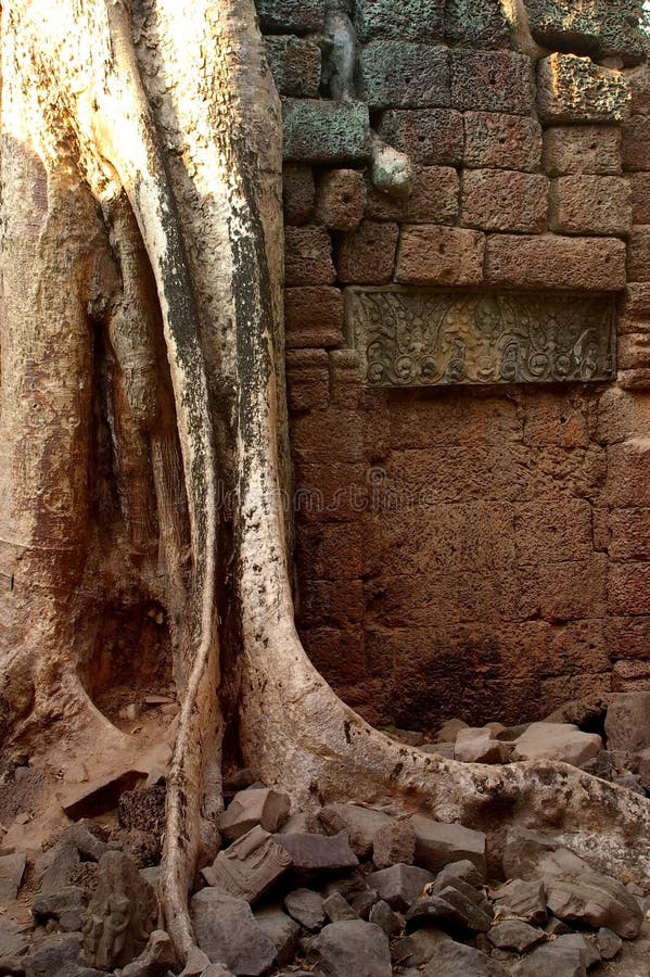 Root down wall stock image. Image of history, cambodia - 10478701