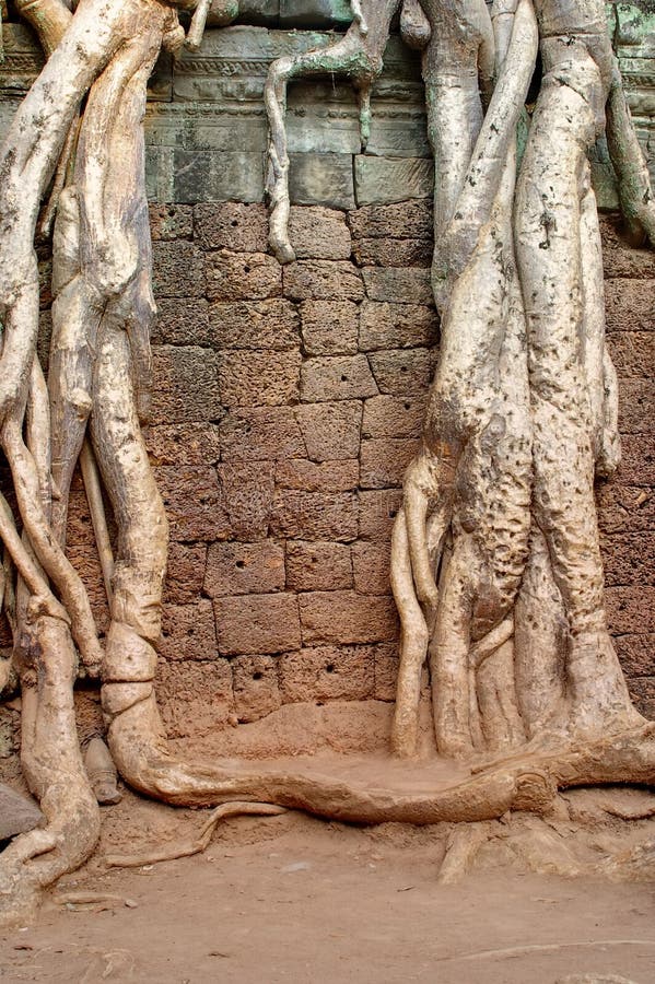 Roots stock image. Image of care, botany, agriculture - 8636607