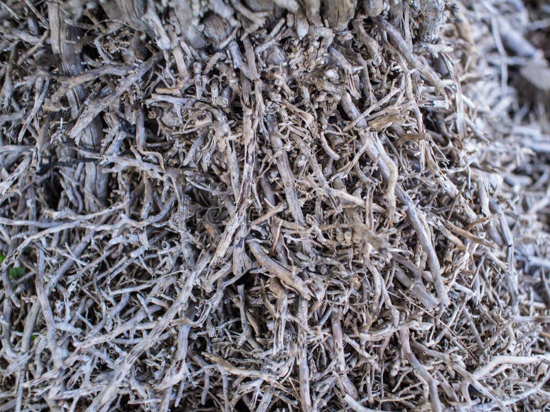 Root of Dwarf Date Palm High Stock Image - Image of color, landscape ...