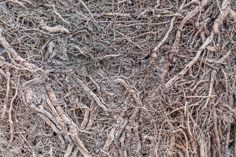 Dense tree roots texture stock photo. Image of tree, branch - 5768570