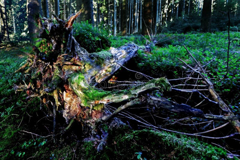 Overturn tree stock photo. Image of ecology, fallen, mountain - 54543188
