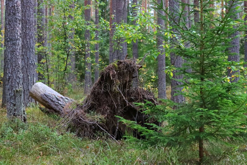 The Root of a Fallen Tree in the Forest Stock Image - Image of bark ...