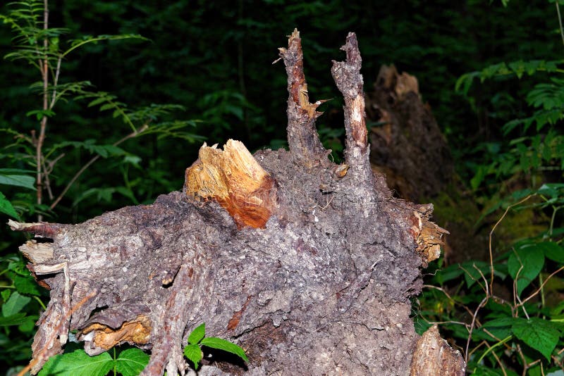 Root of a Fallen Tree of a Fancy Shape in a Dark Coniferous Forest ...
