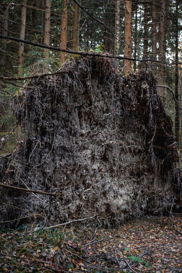 One Big Gray Dry Root of an Old Tree in a Forest on Fallen Leaves Stock ...