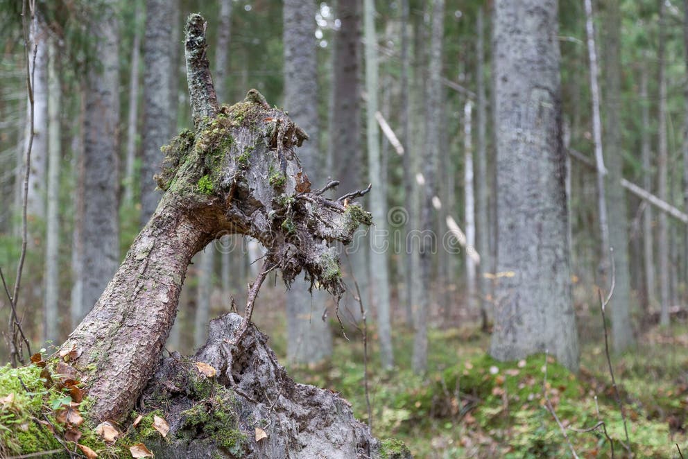Snag stock image. Image of forest, landscape, taiga - 134148293