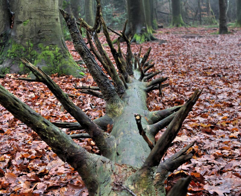 Root of fallen tree stock photo. Image of huge, autumn - 88365616