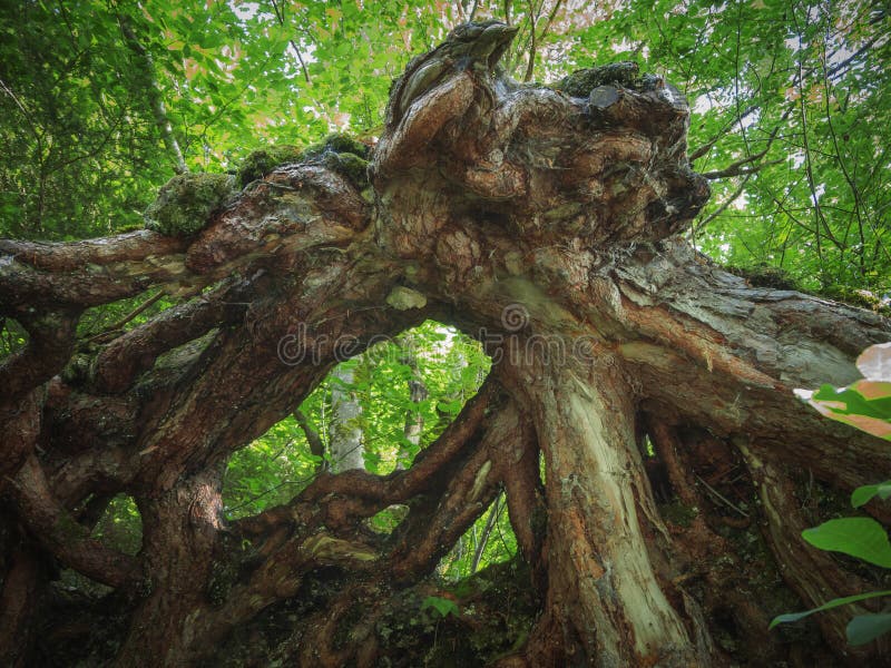 Root of a fallen tree stock photo. Image of moss, bottom - 130731632