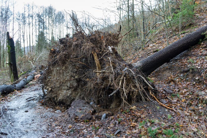 Root of a Fallen Tree after Windfall Stock Image - Image of danger ...