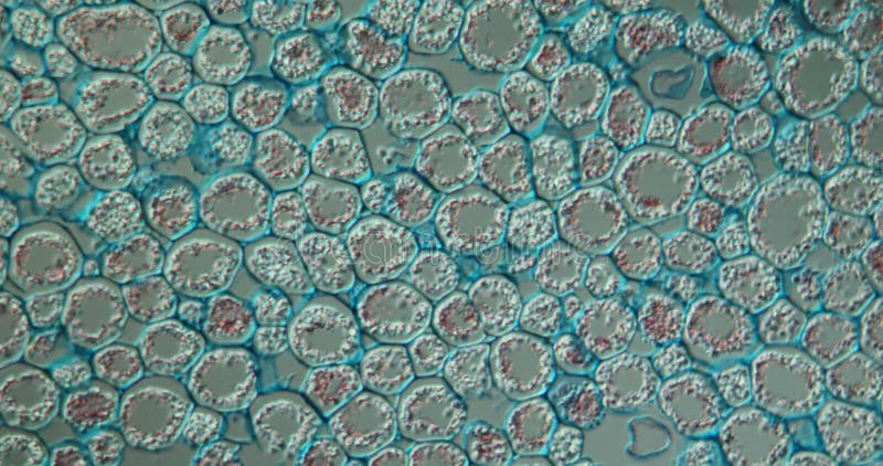 Root of an Fern in Cross Section Stock Video - Video of transmitted ...