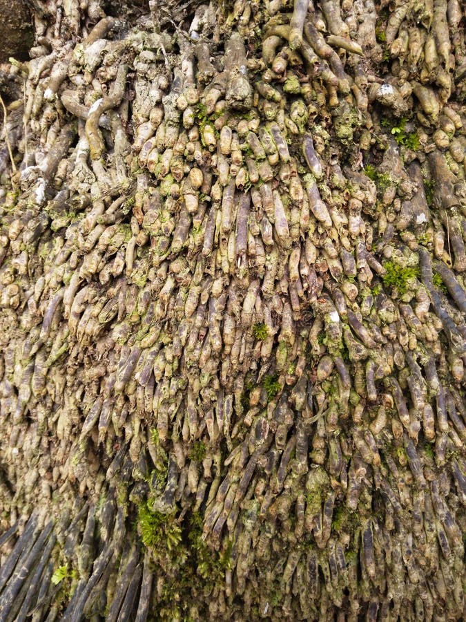 This is the Root Fiber of the Oil Palm Tree. Stock Image - Image of ...