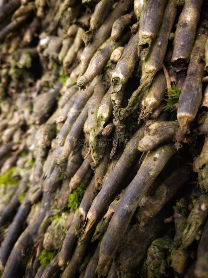 This is the Root Fiber of the Oil Palm Tree. Stock Photo - Image of ...